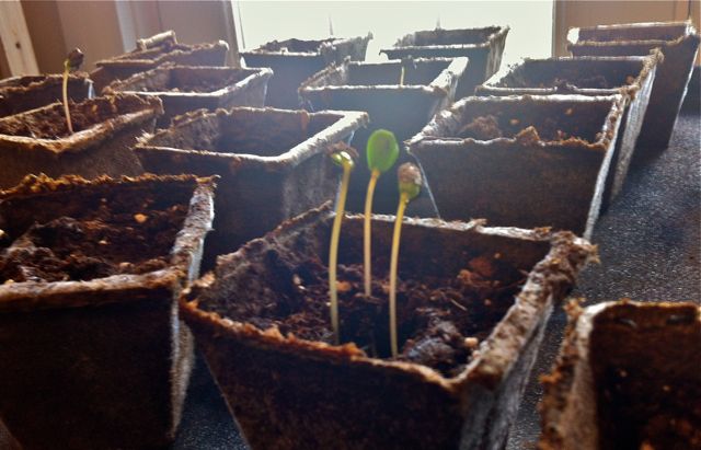 The Four Laws of Extravagant Sowing - Seedbed